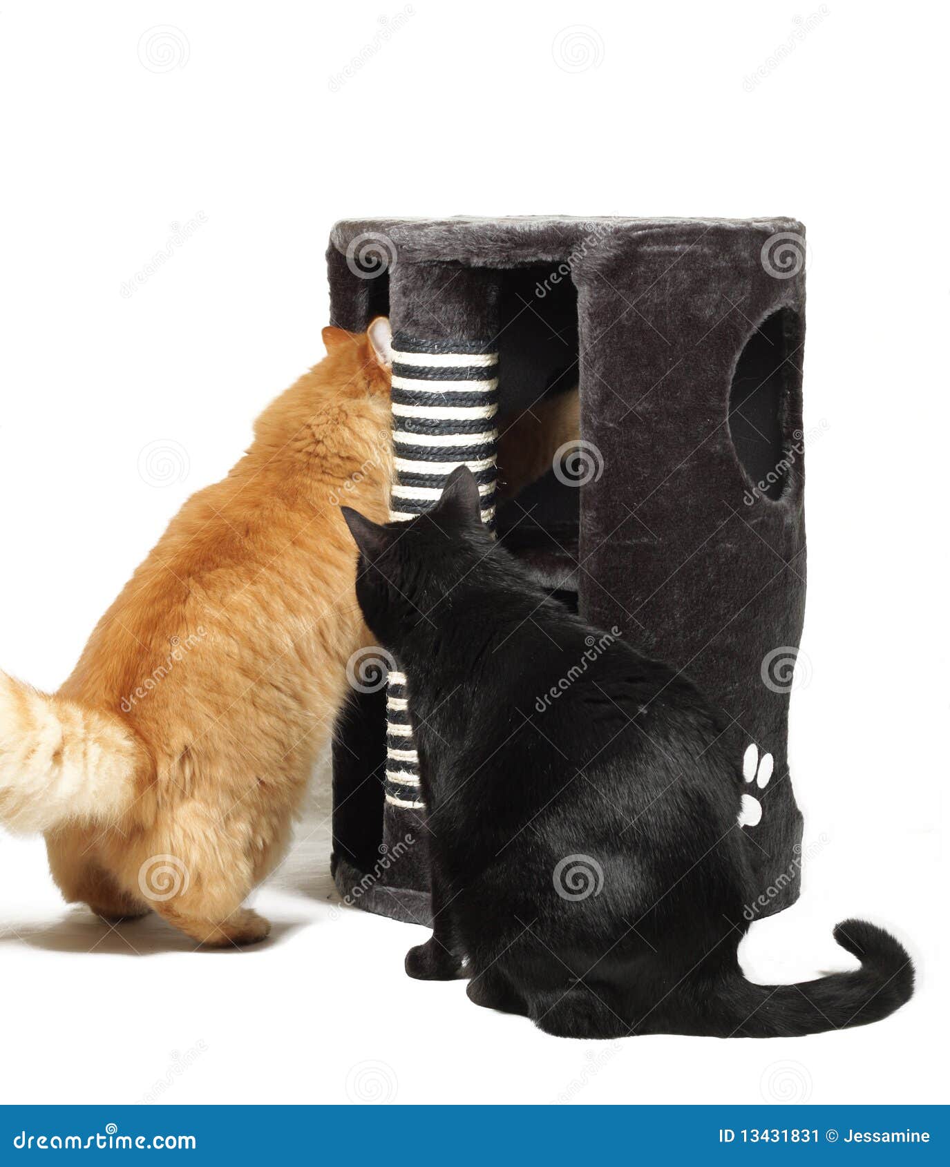 Twee Katten Die Met Kat Spelen Scratcher Stock Afbeelding - Image of ...