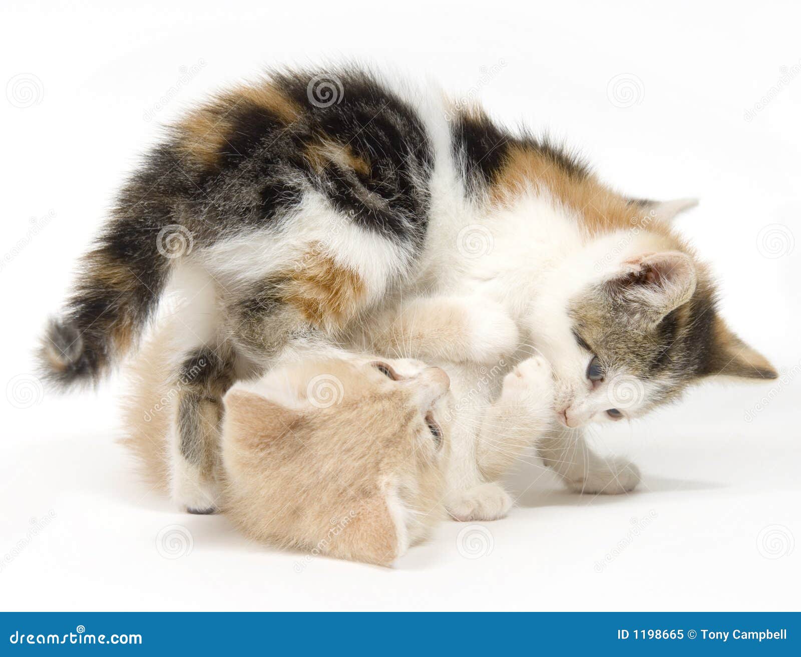 Twee Katten Die Op Witte Achtergrond Spelen Stock Afbeelding - Image of ...