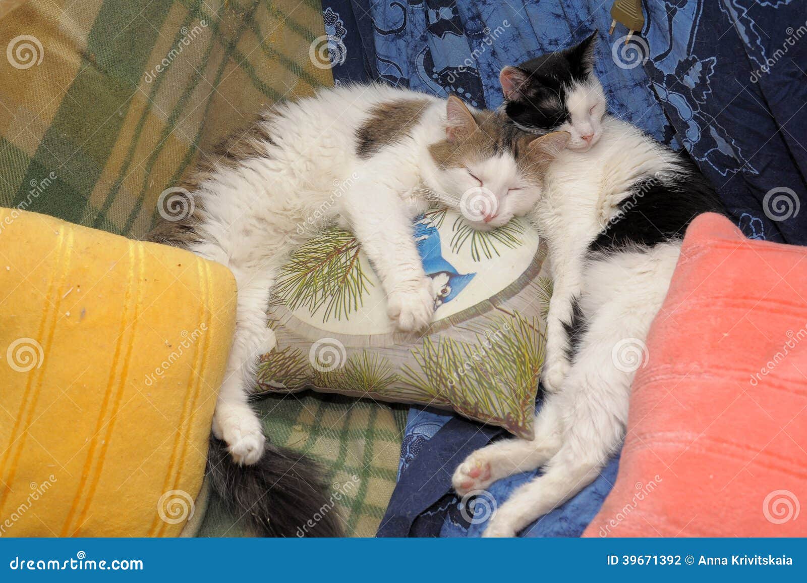 Twee Katten Die Samen Slapen Stock Foto - Image of nave, hartelijk ...