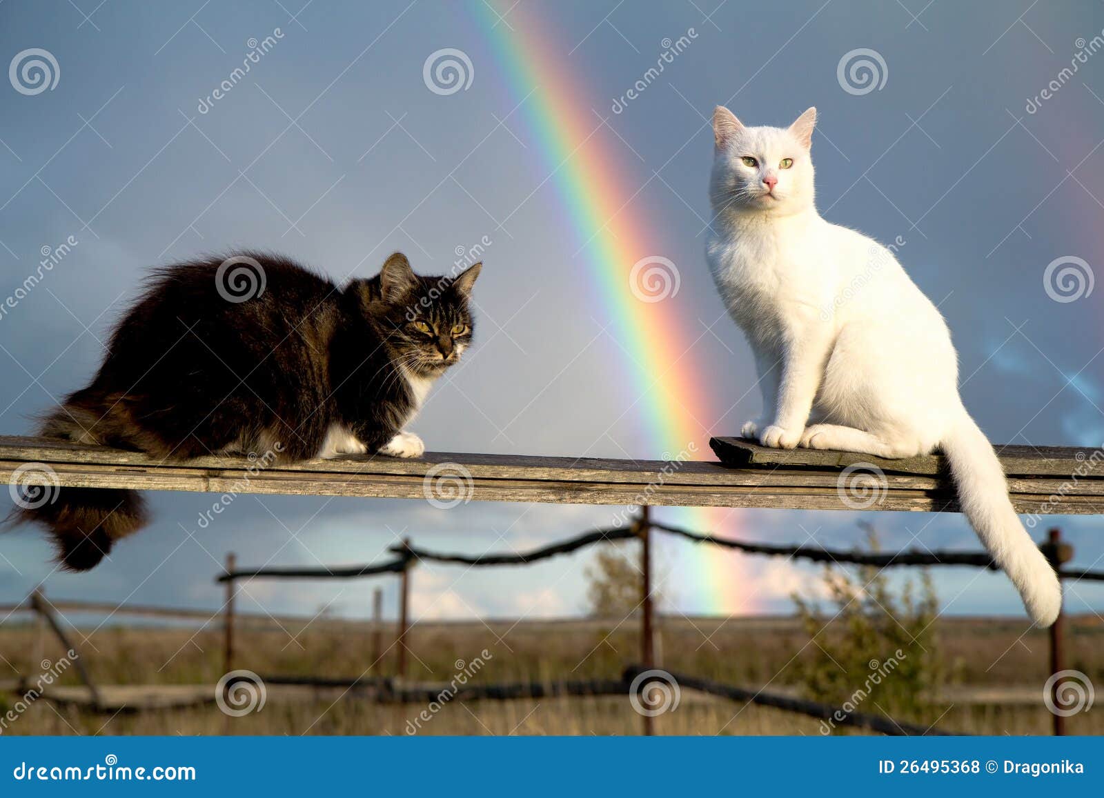 Twee katten en regenboog stock foto. Image of omheining - 26495368