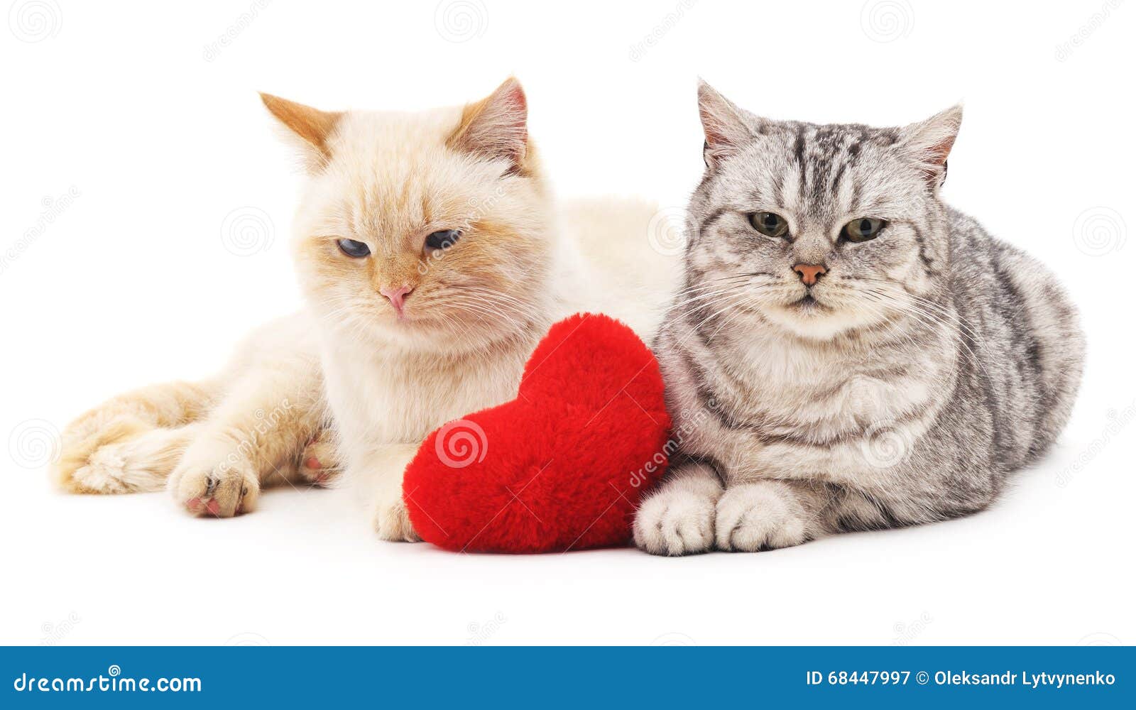 Twee katten en rood hart stock afbeelding. Image of valentijn - 68447997
