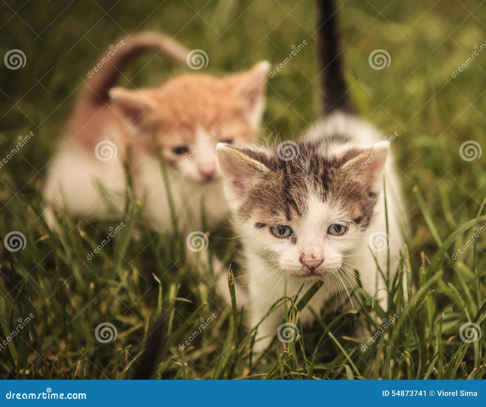 Twee Katten in Het Gras, Loopt Stock Afbeelding - Image of speels, rood ...