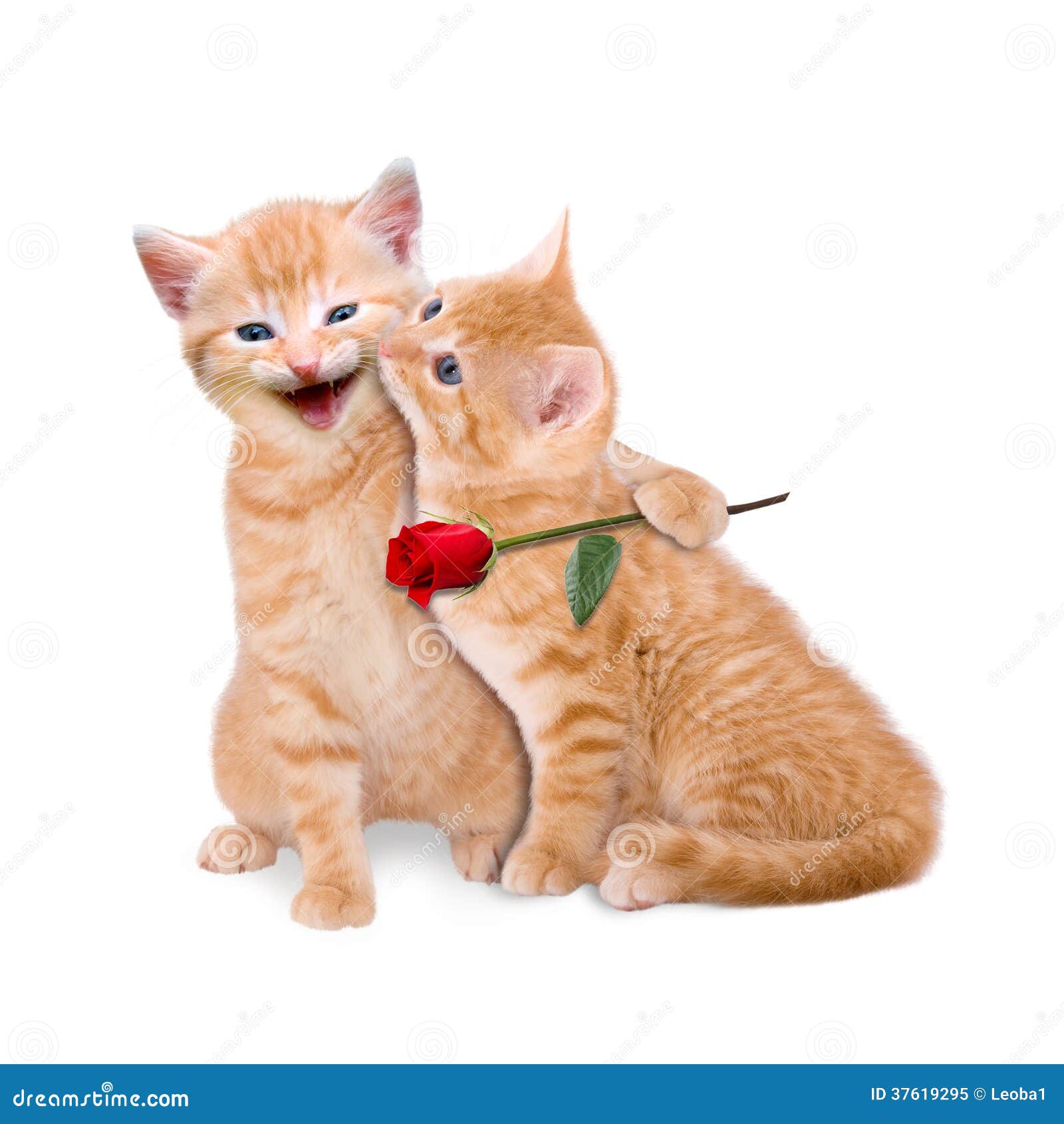 Twee katten in liefde stock afbeelding. Image of verjaardag - 37619295