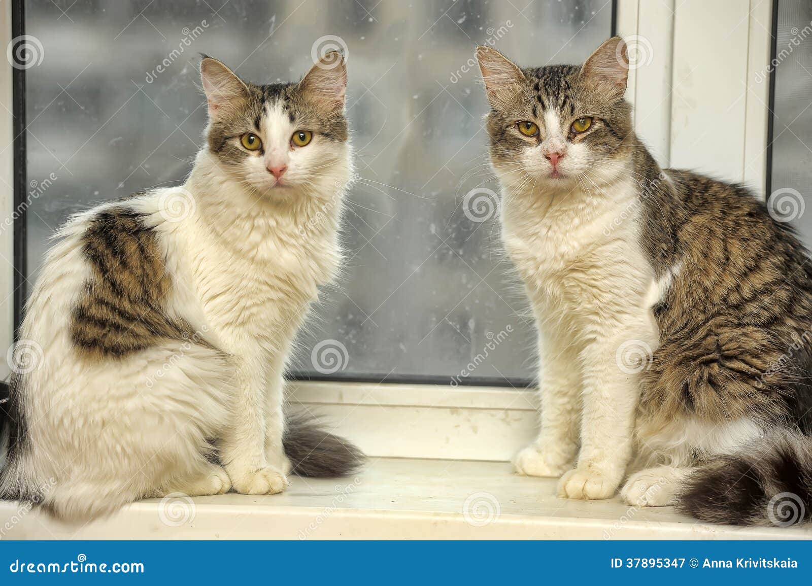Twee Katten Op De Vensterbank Stock Afbeelding - Image of zoogdieren ...