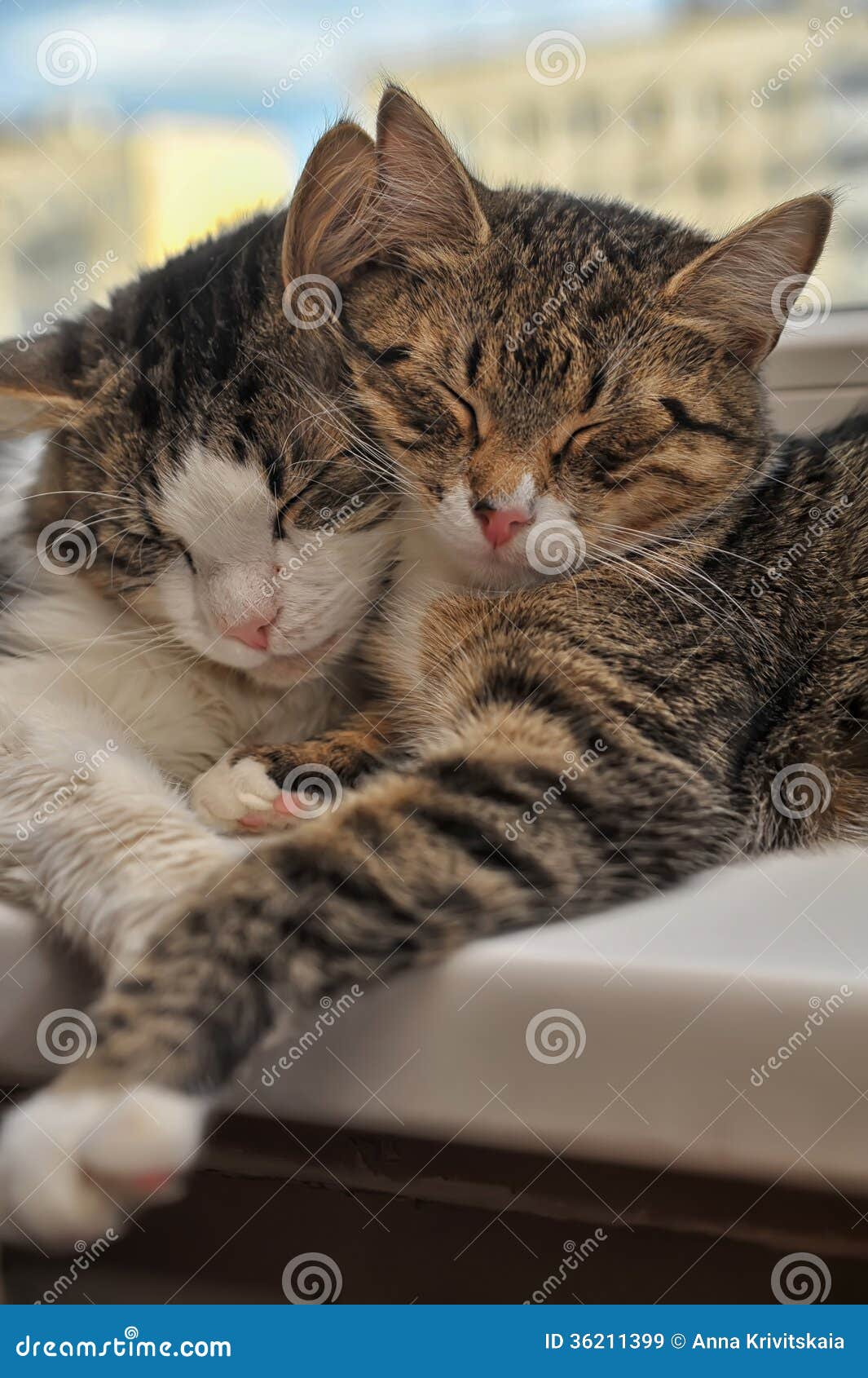 Twee katten samen stock afbeelding. Image of vrienden - 36211399