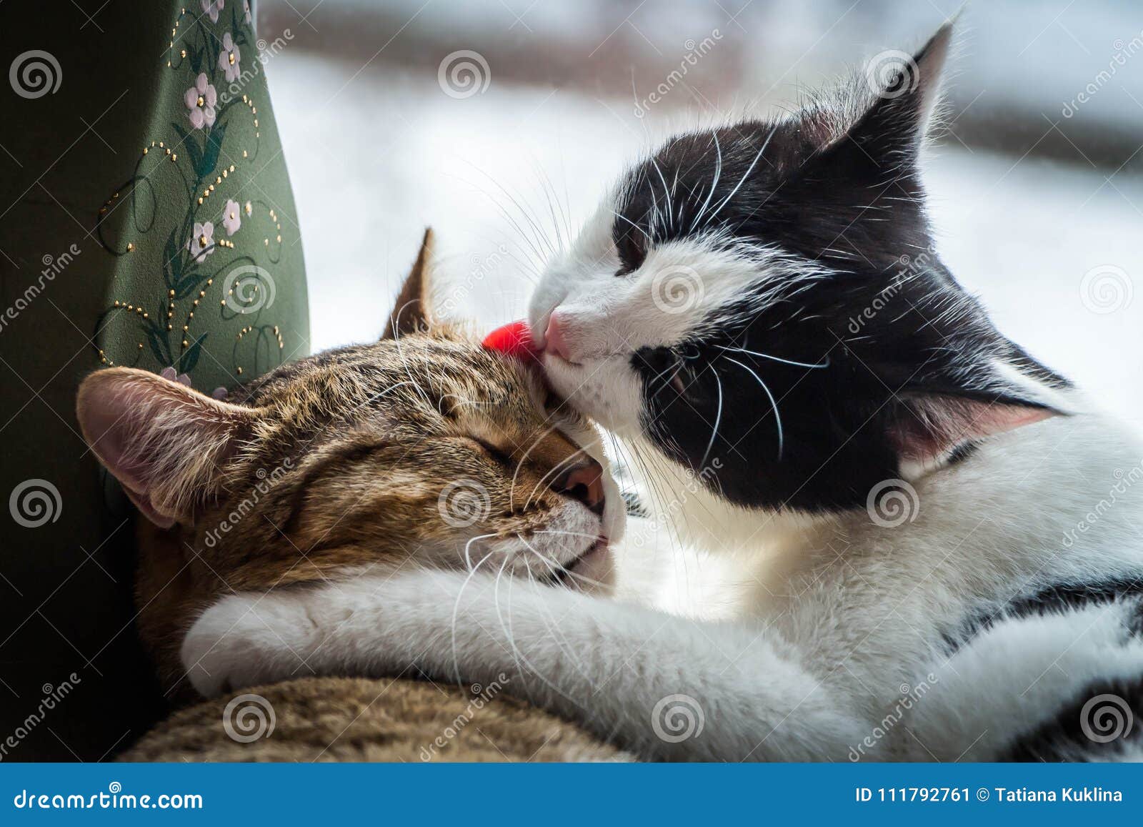 Twee Katten Zwart-wit En Gestreepte Kat Stock Afbeelding - Image of ...