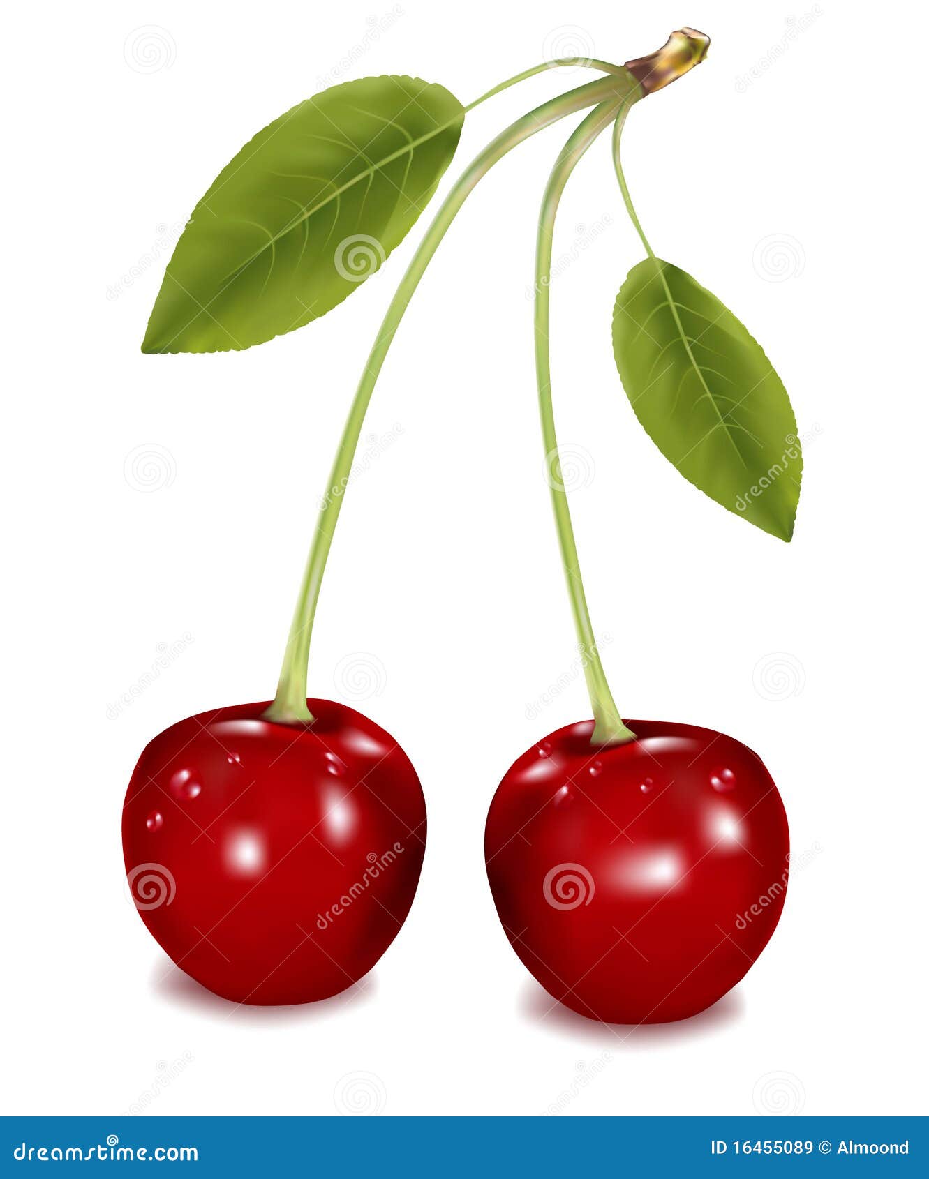 Twee kersen. vector illustratie. Illustration of seizoen - 16455089