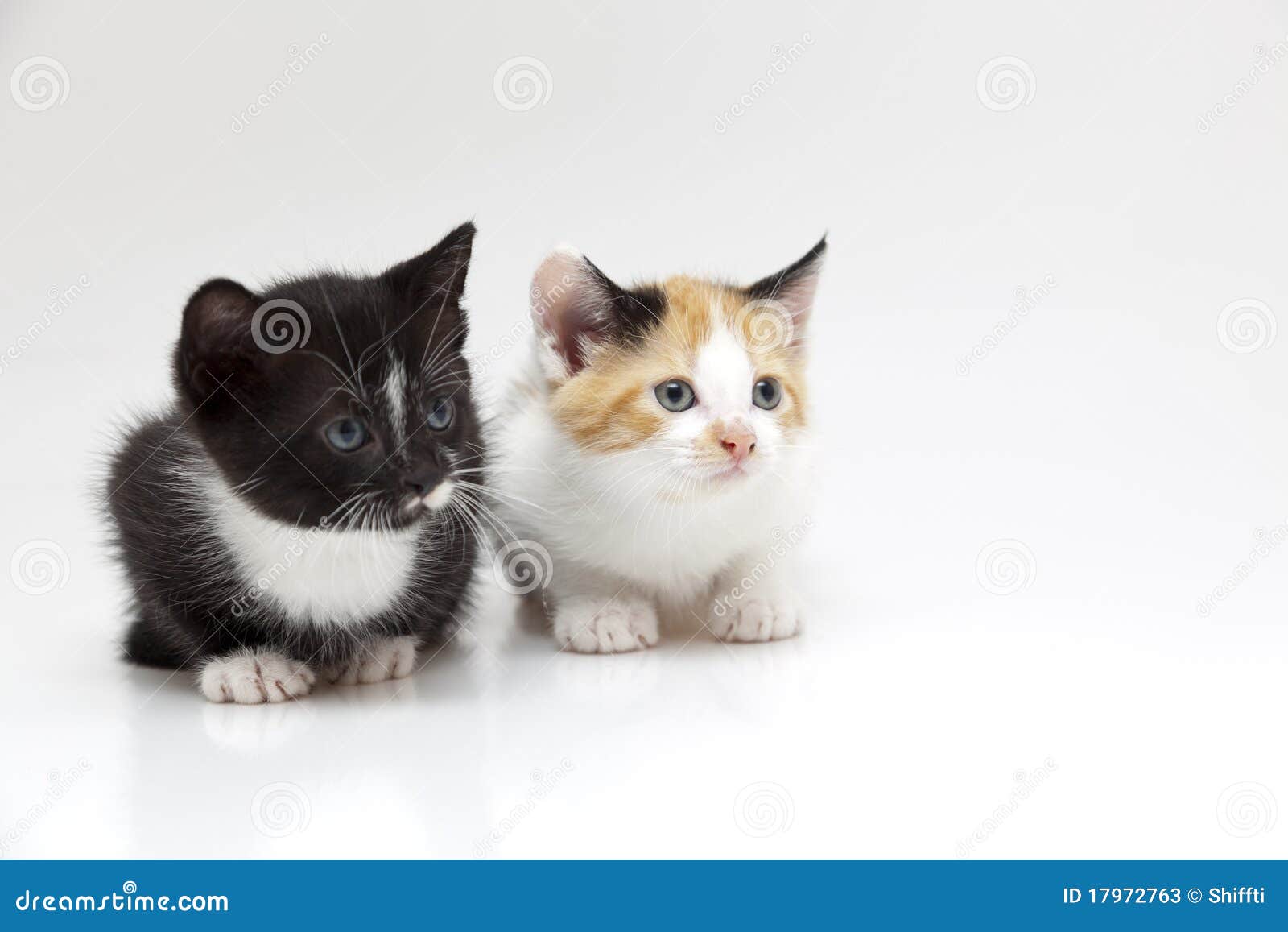 Twee kleine katten stock afbeelding. Image of gezichts - 17972763