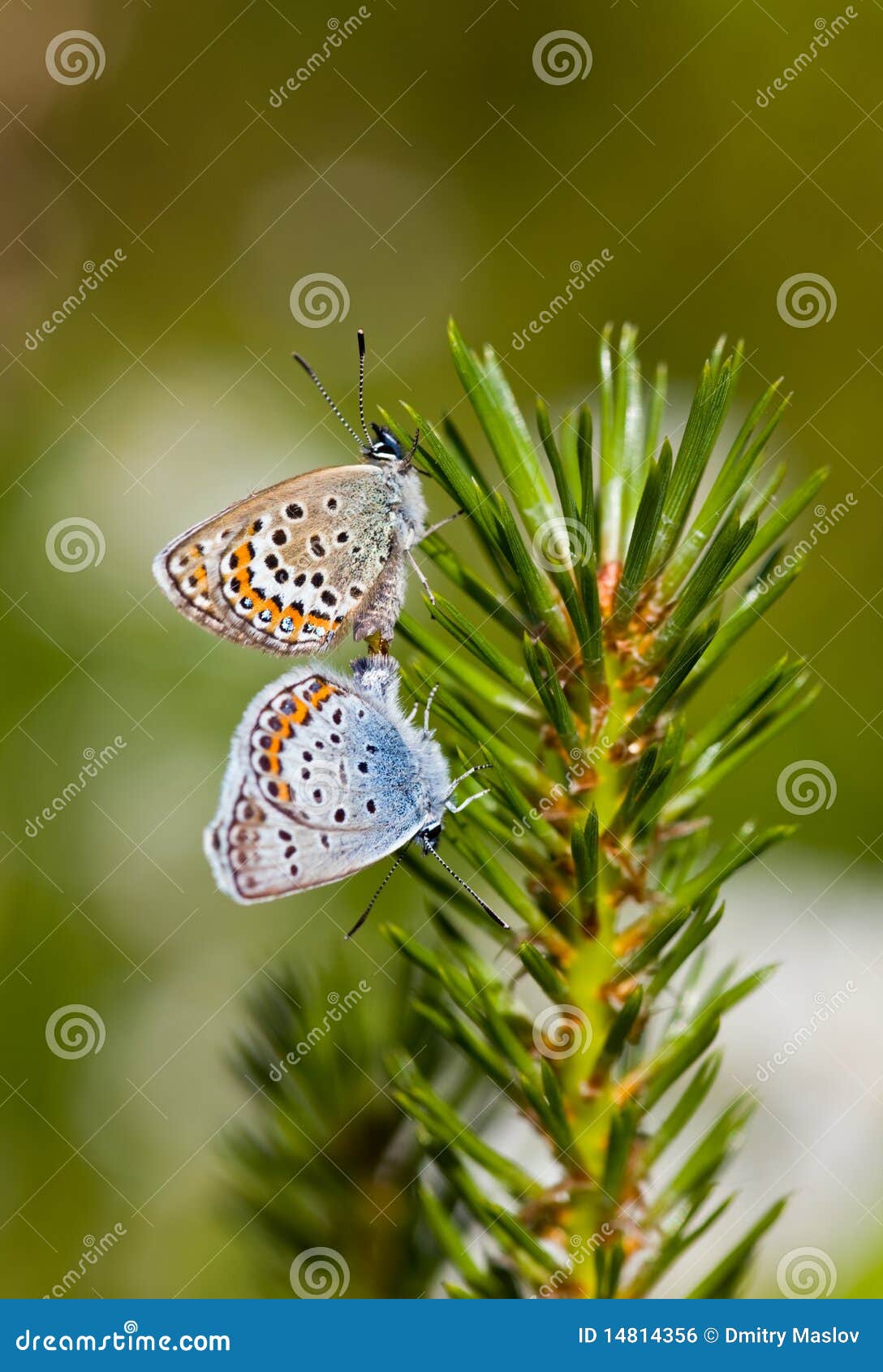 Twee kleine vlinders stock foto. Image of pijnboom, naald - 14814356