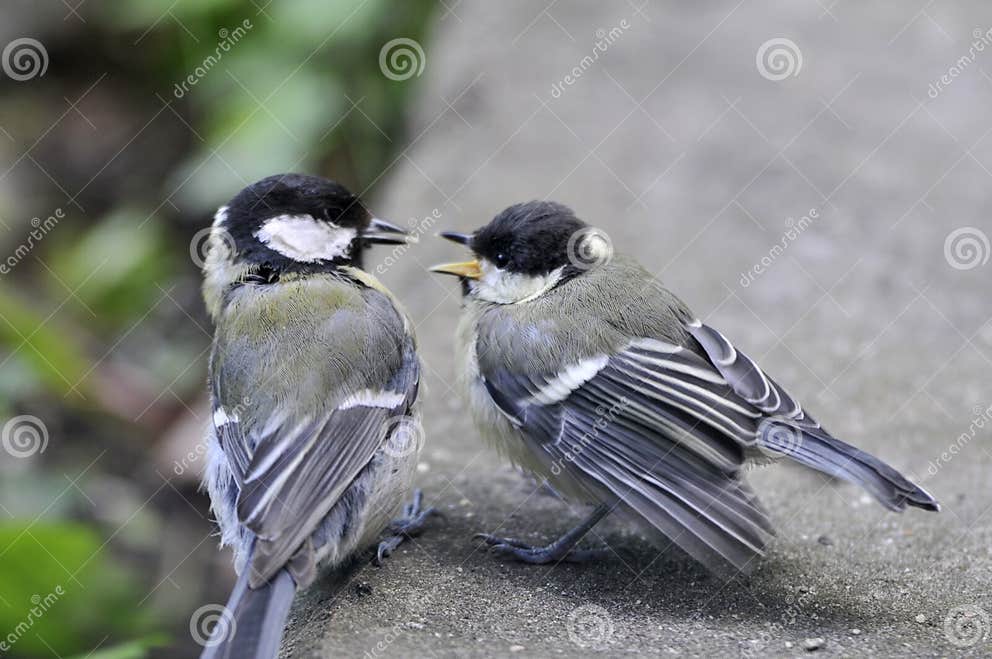 Twee koolmezen stock foto. Image of braam, dier, voer - 10688096