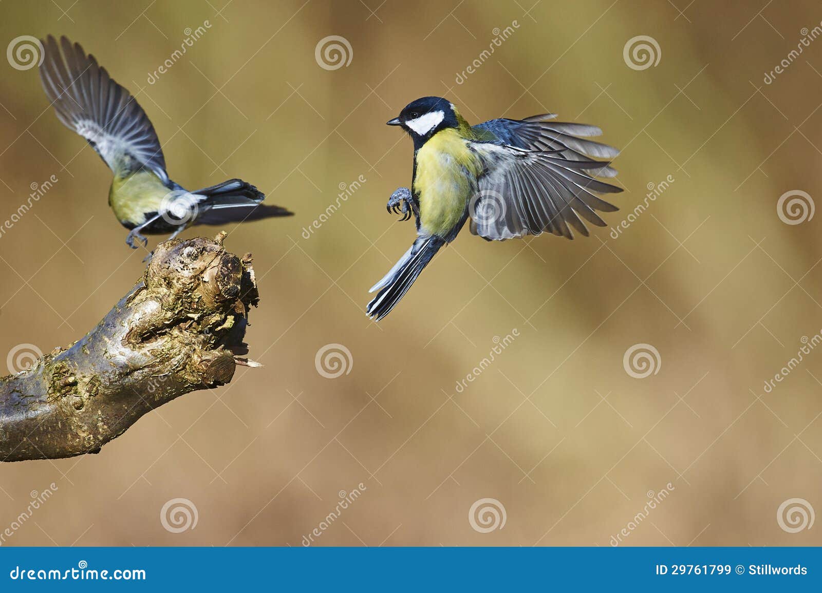 Het vliegen van koolmezen stock afbeelding. Image of vlucht - 29761799