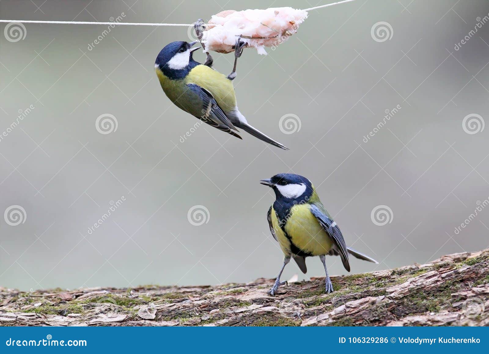 Twee Koolmezen Op De Het Voeden Vlek Stock Foto - Image of veer, tieten ...