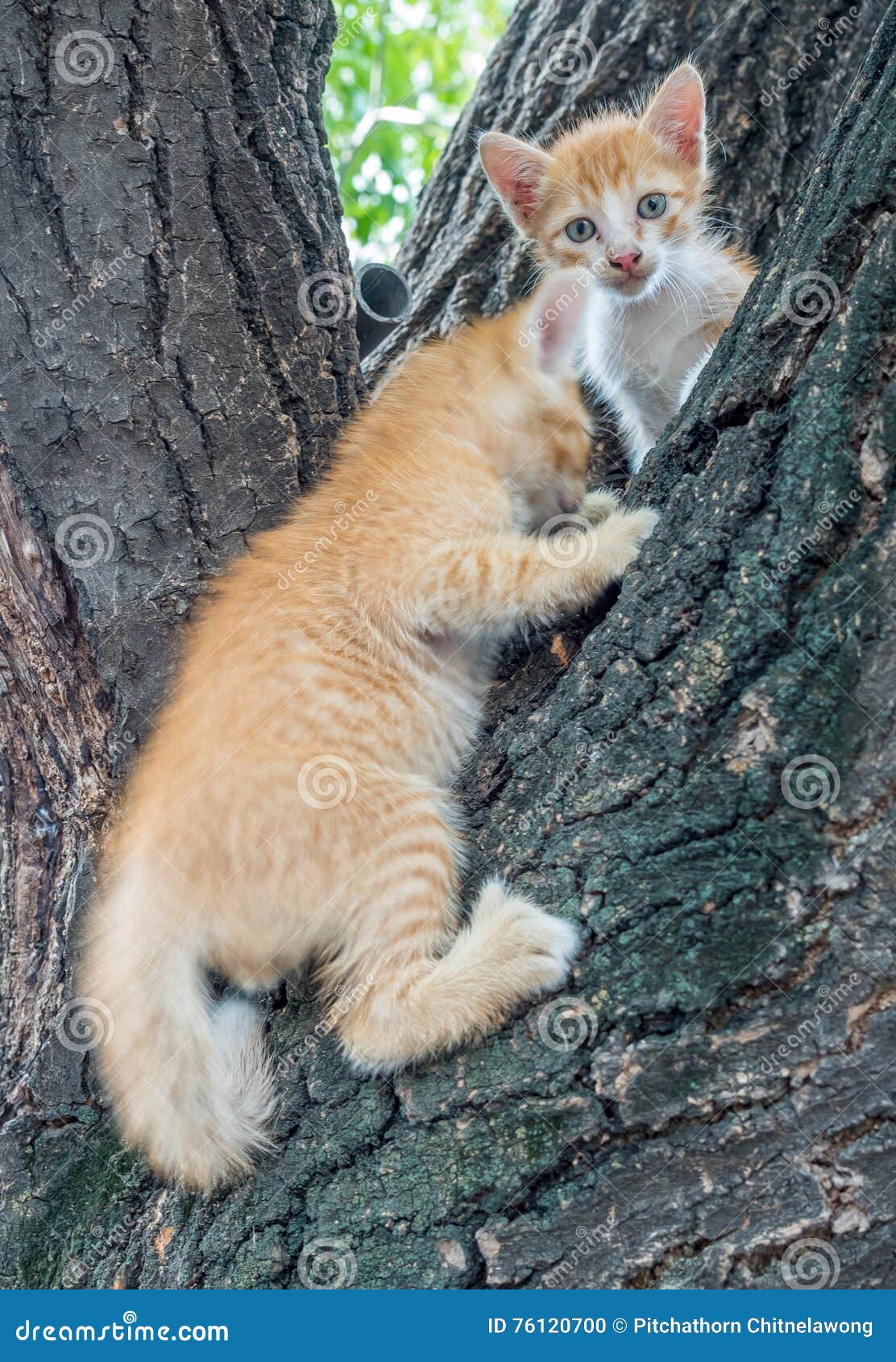 Twee leuke katjes op boom stock foto. Image of schrik - 76120700