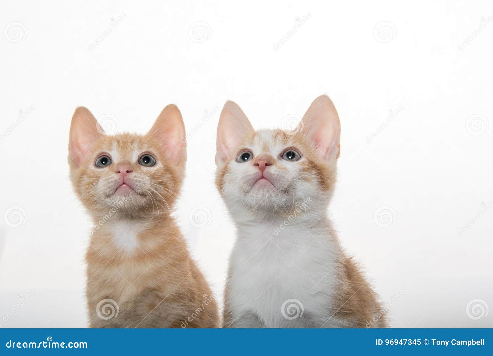 Twee leuke katjes op wit stock afbeelding. Image of dieren - 96947345