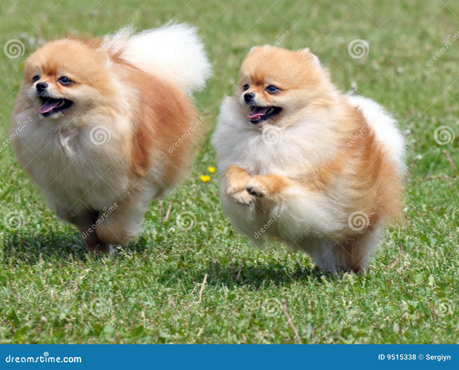 Twee Lopende Pomeranian Honden Stock Foto - Image of lopen, vertrouwen ...