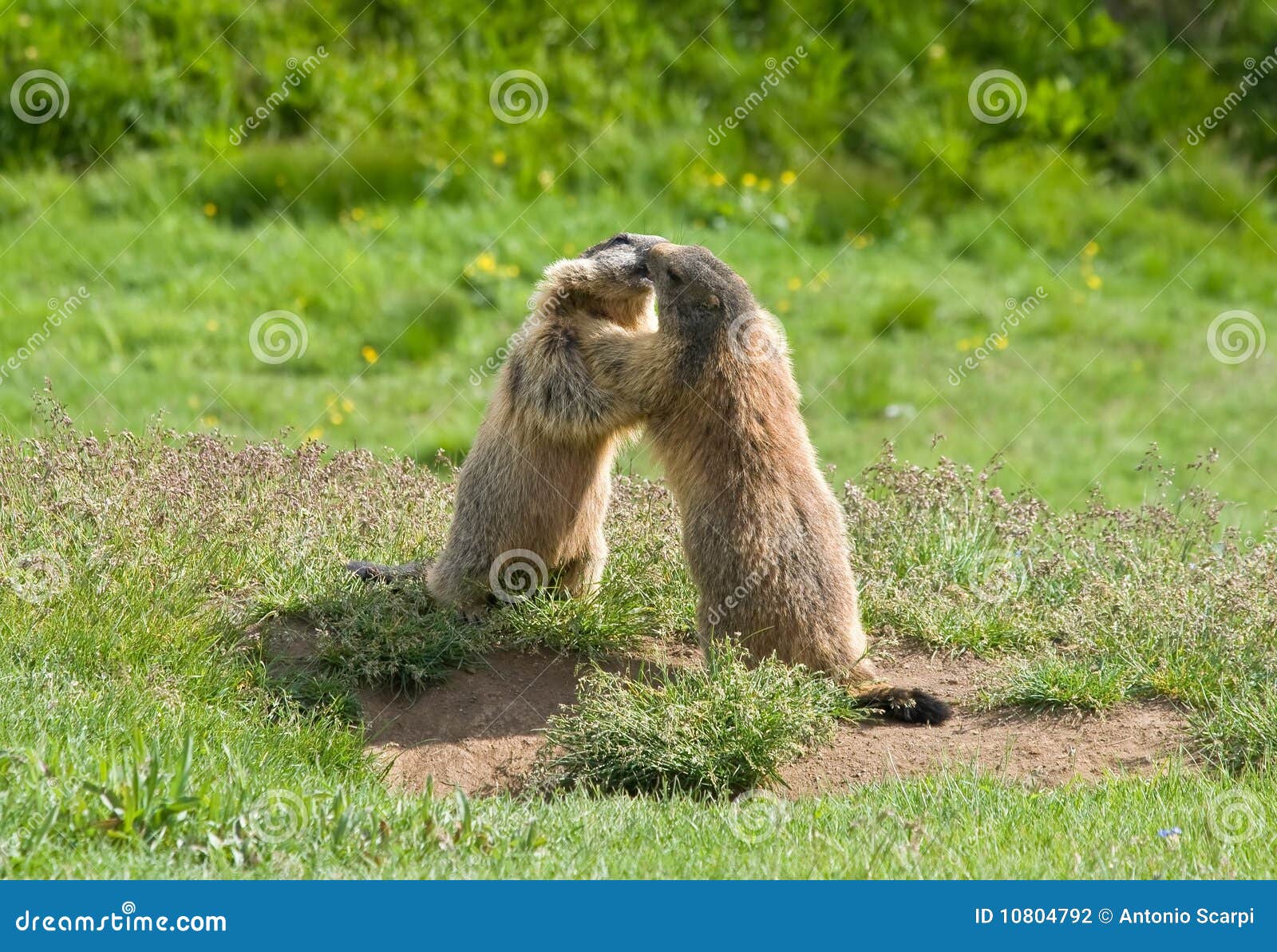 Twee marmotten stock foto. Image of vooruitzicht, alarm - 10804792