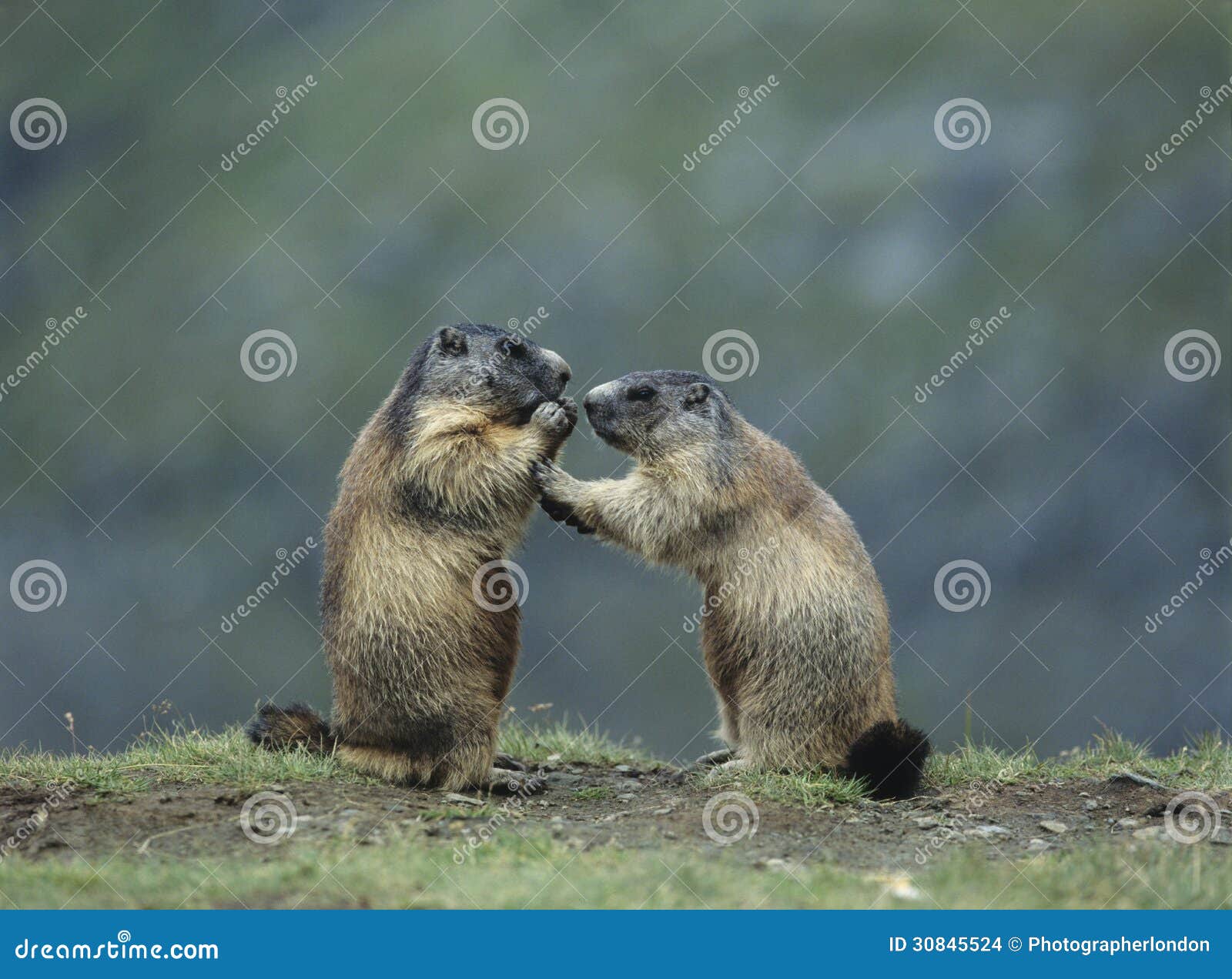 Twee Marmotten stock foto. Image of menselijk, eten, niemand - 30845524