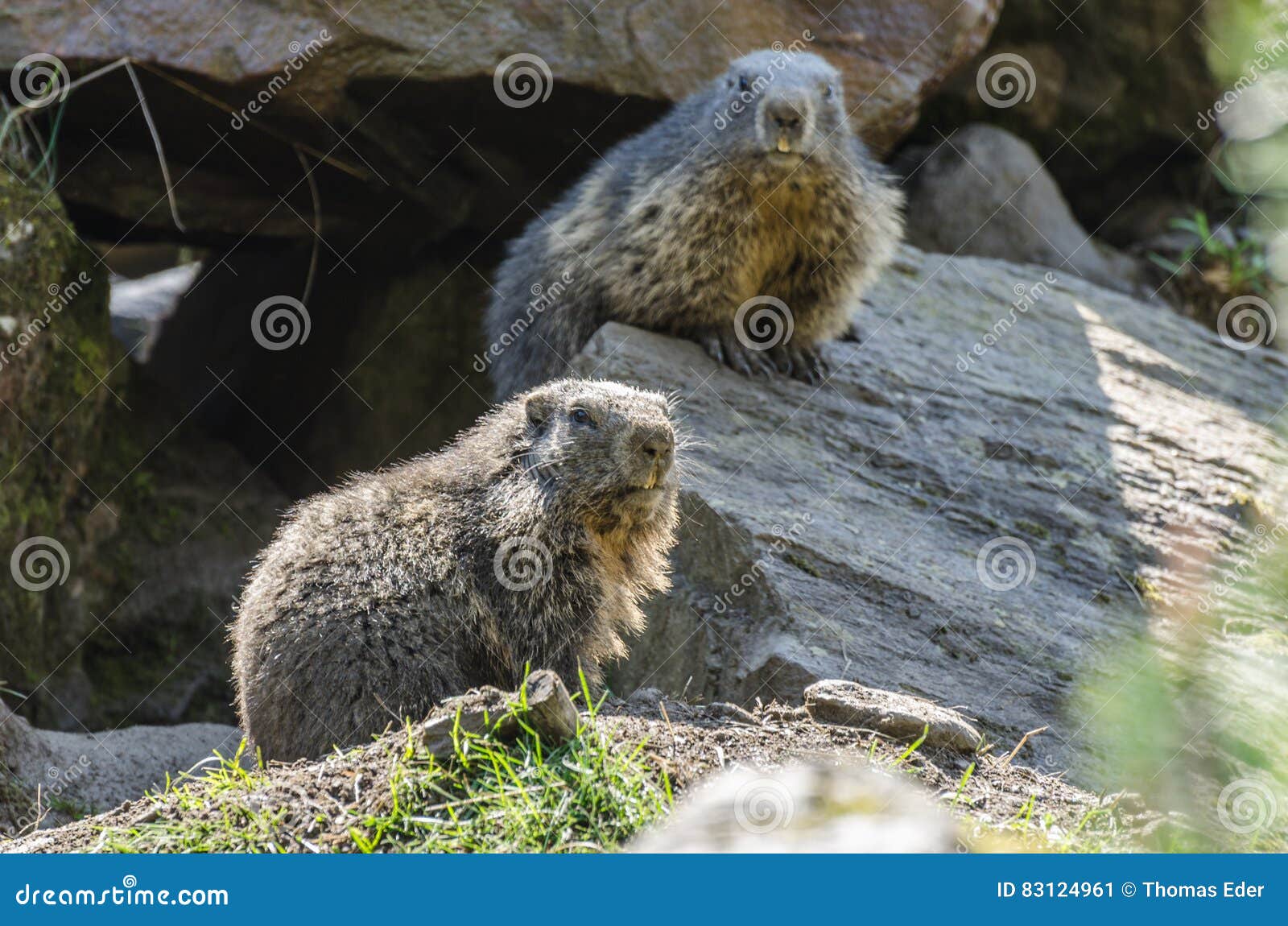 Twee marmotten stock afbeelding. Image of marmot, soort - 83124961