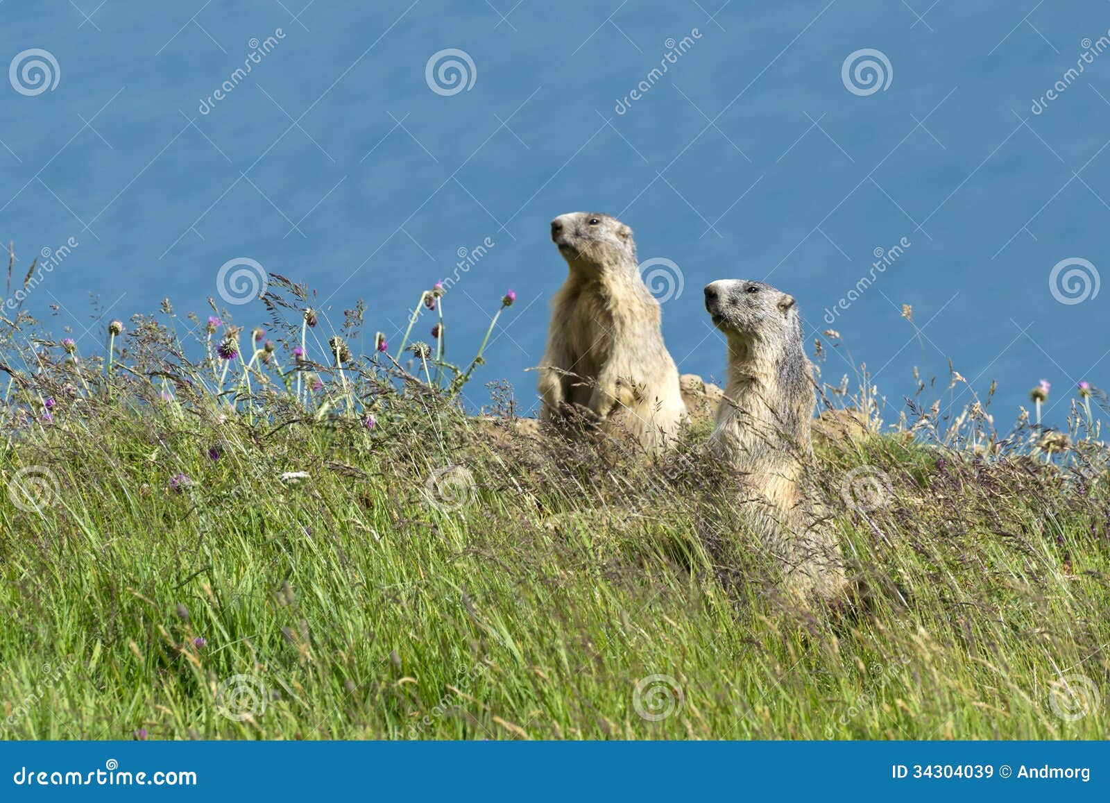 Twee marmotten op alarm stock afbeelding. Image of gras - 34304039