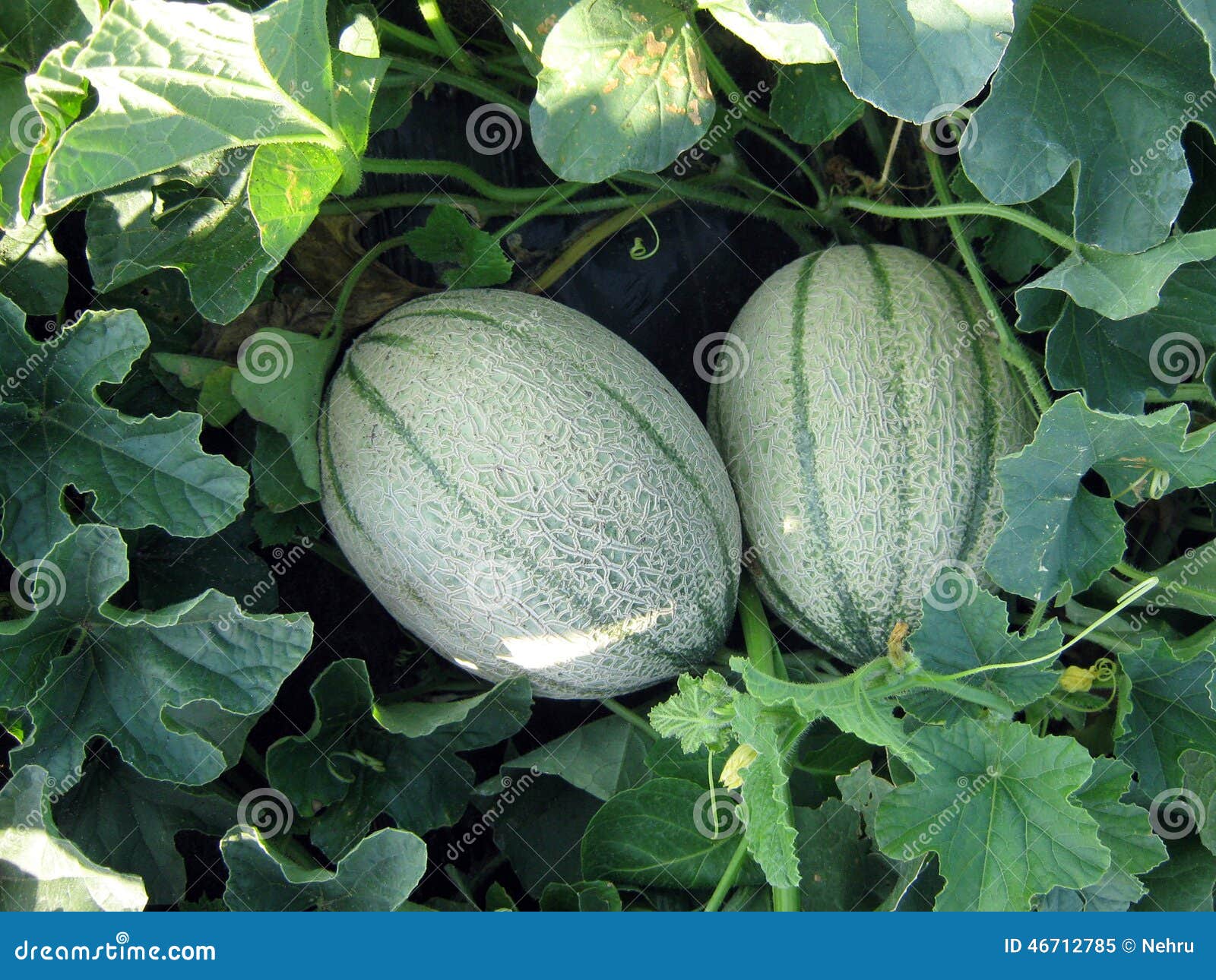 Twee Meloenen stock afbeelding. Image of organisch, dieet - 46712785