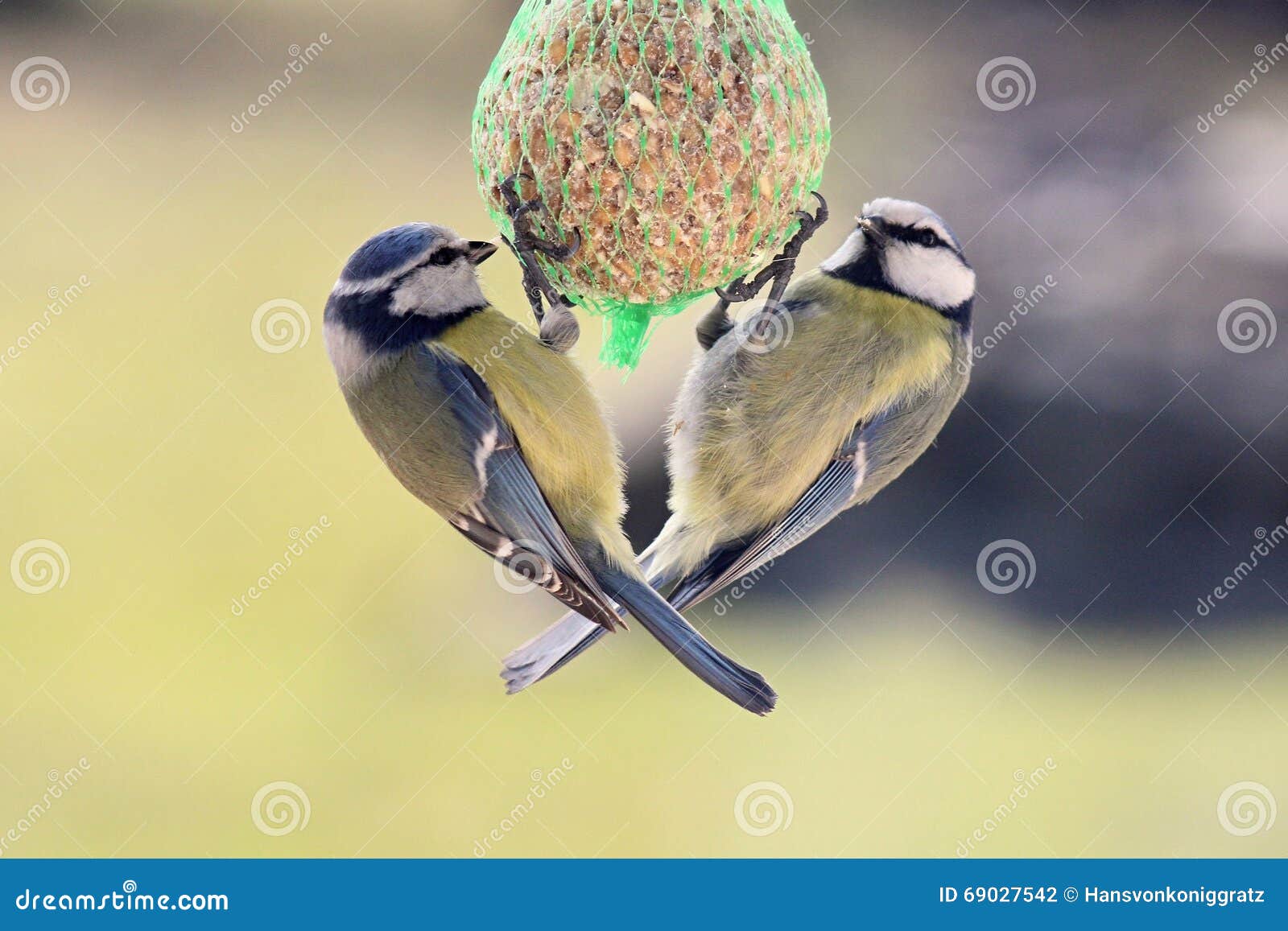 Twee mezen stock foto. Image of vogels, hart, rekening - 69027542