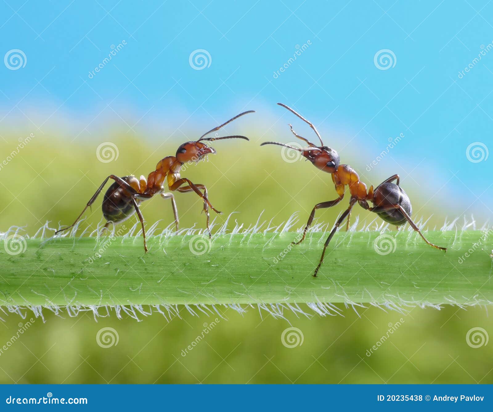 Twee Mieren, Groeten Op Gras Stock Foto - Image of groen, zomer: 20235438