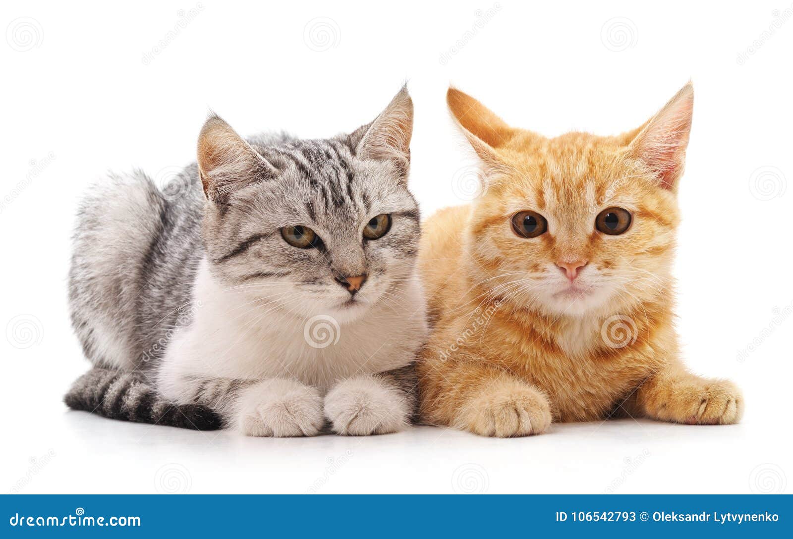 Twee mooie katten stock afbeelding. Image of baby, groep - 106542793