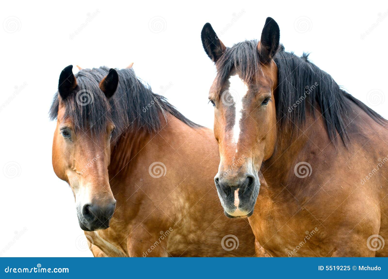 Twee mooie paarden stock afbeelding. Image of dier, actief - 5519225