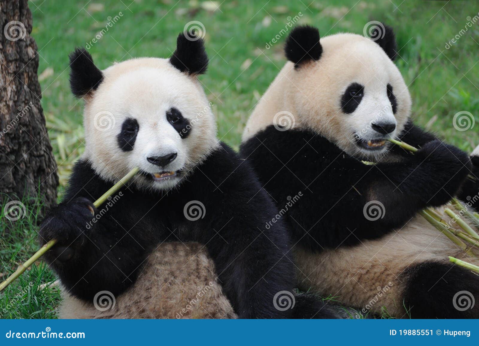 Twee Mooie Panda's Die Bamboe Eten Stock Afbeelding - Image of draagt ...