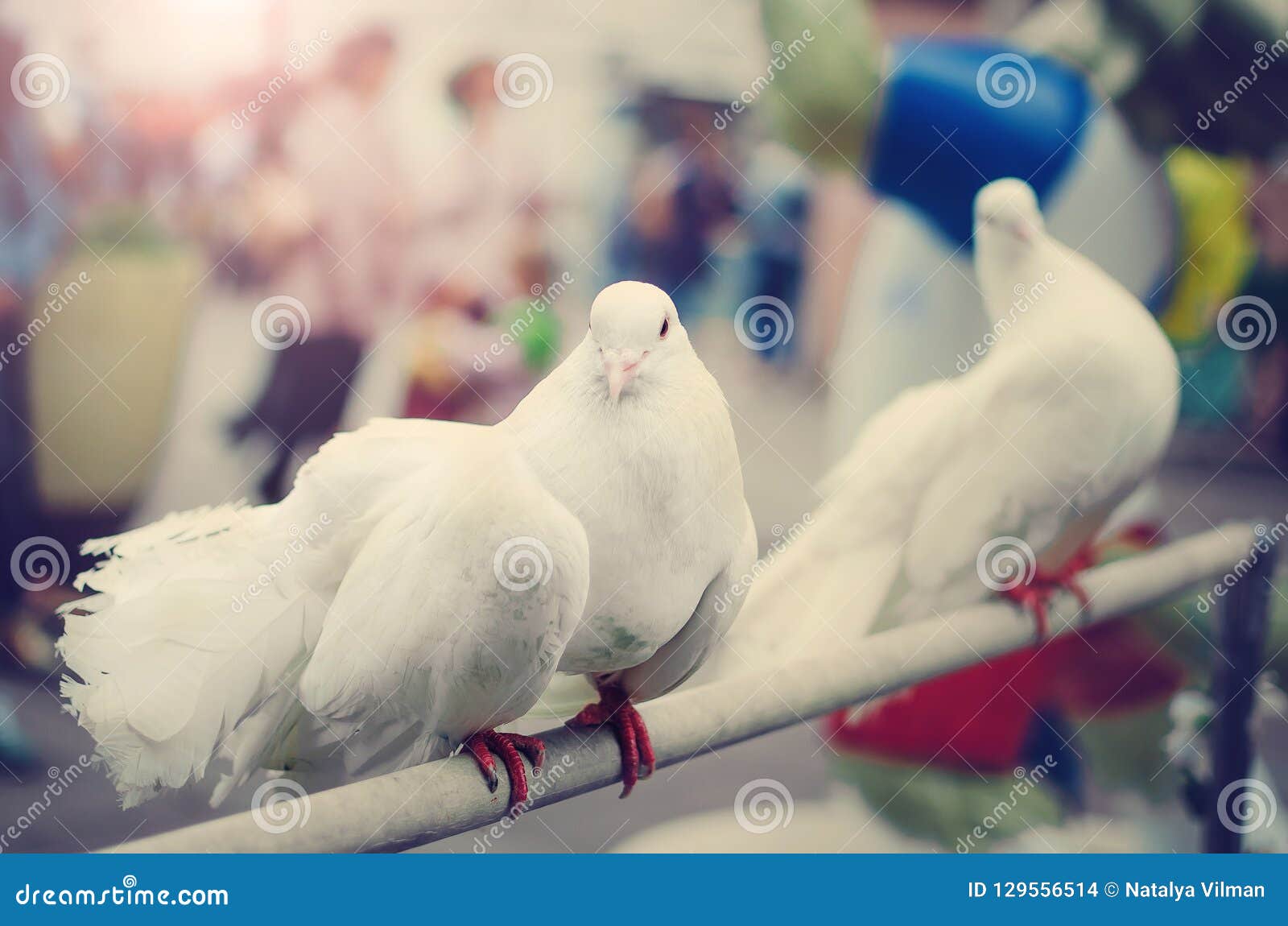 Twee Mooie Witte Duiven Zitten Op Een Pool Stock Foto - Image of rauw ...