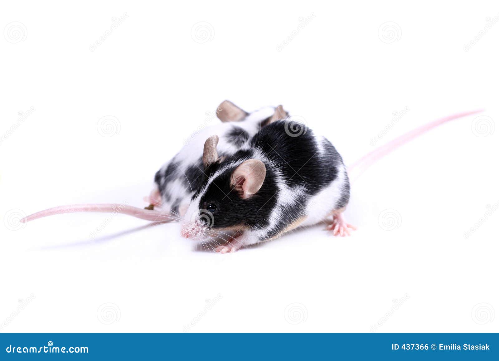 Twee Muizen - Richting Twee Stock Foto - Image of dier, muizen: 437366