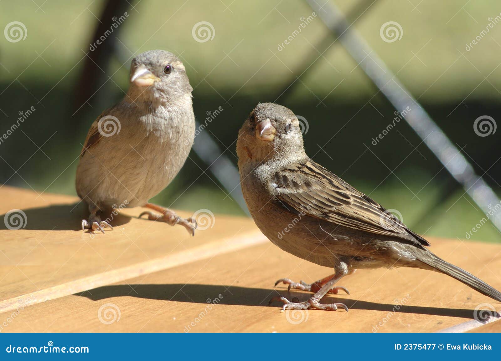 Twee mussen stock afbeelding. Image of rente, wild, lijst - 2375477