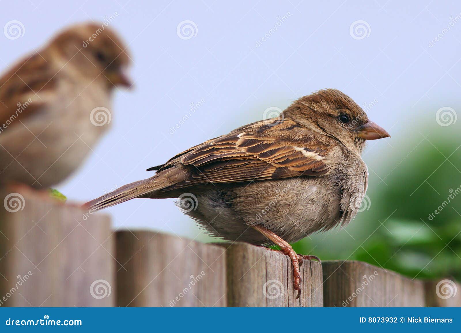 Twee Mussen Op Een Omheining Stock Foto - Image of vogel, twee: 8073932