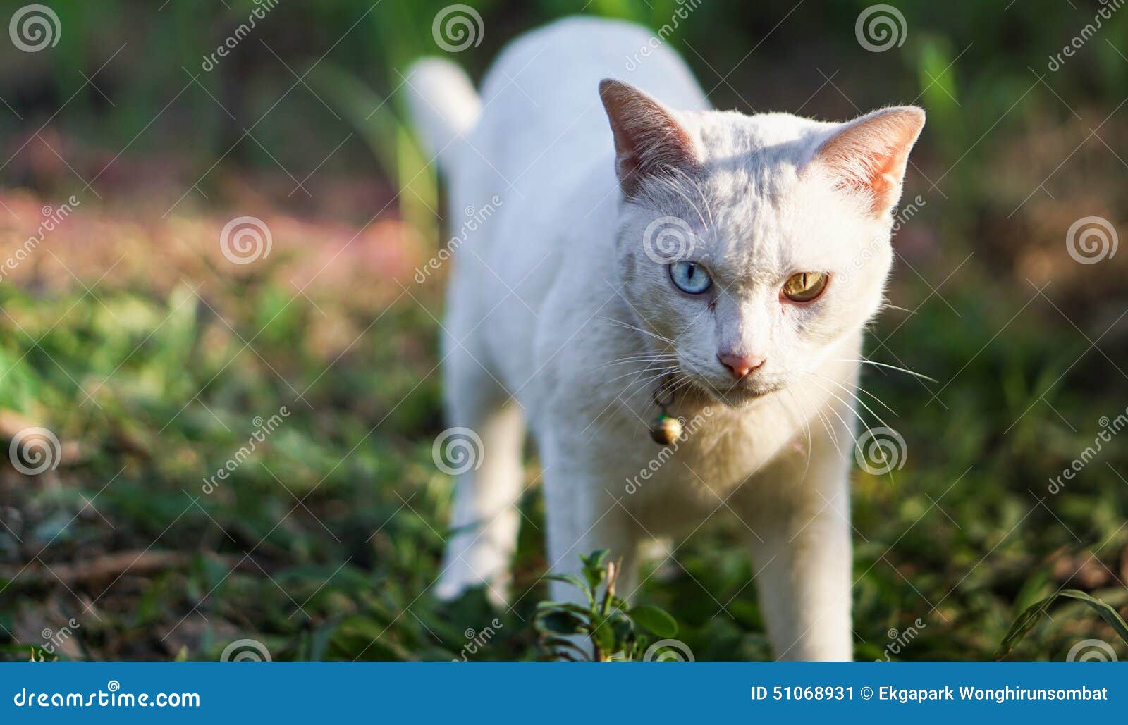 Twee-ogen Kleuren Thaise Kat Stock Afbeelding - Image of lopen, kleuren ...