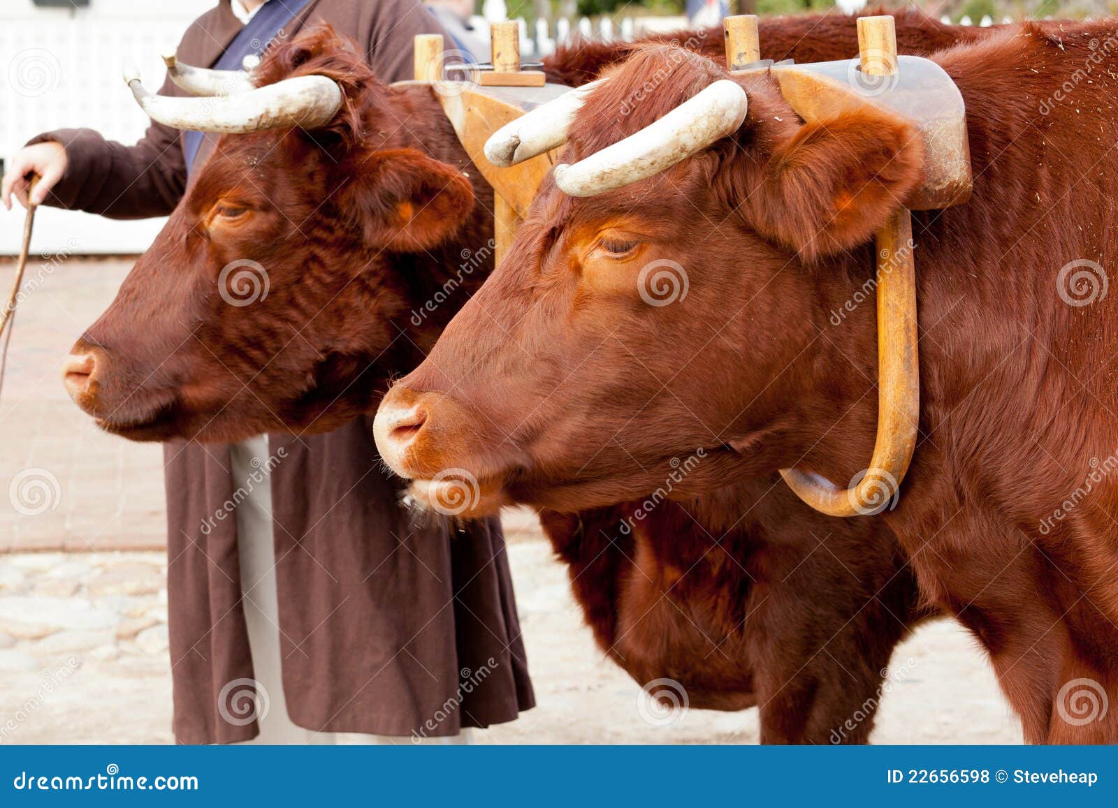 Twee Ossen in Juk Dat Een Kar Trekt Stock Foto - Image of houten, sterk ...