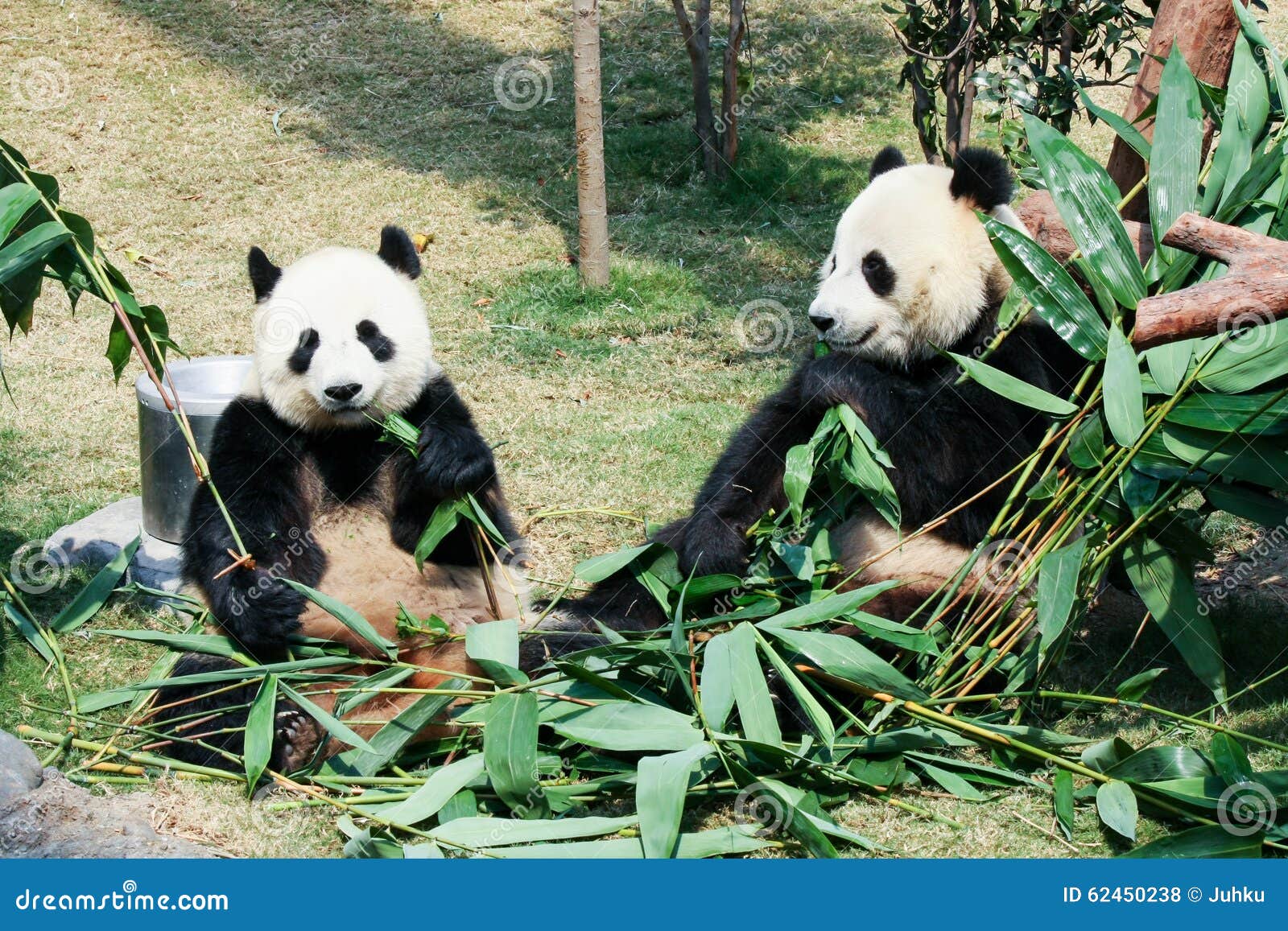 Twee Panda's Die Bamboe Eten Stock Foto - Image of familie, hongerig ...