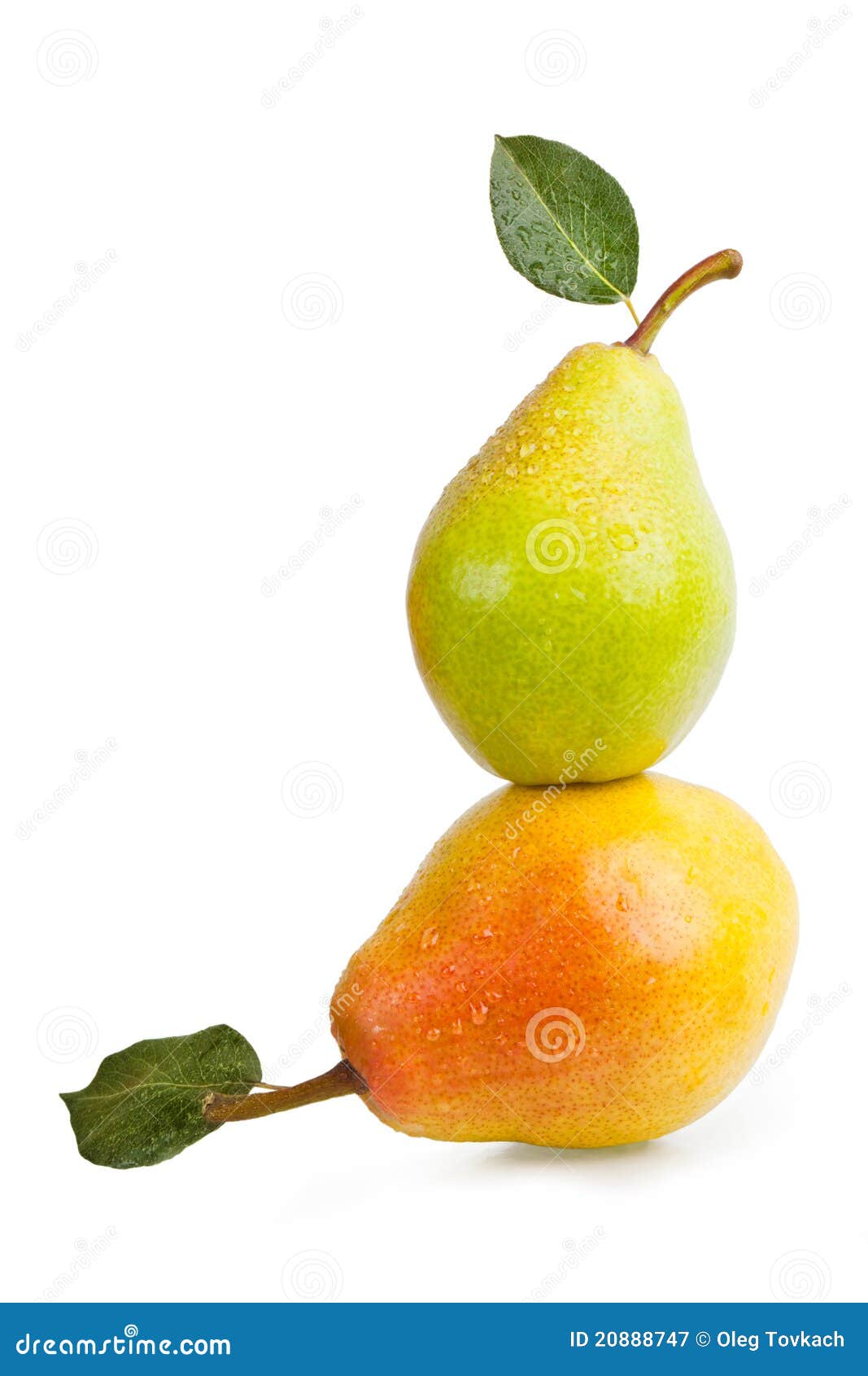 Twee peren met bladeren stock afbeelding. Image of dalingen - 20888747