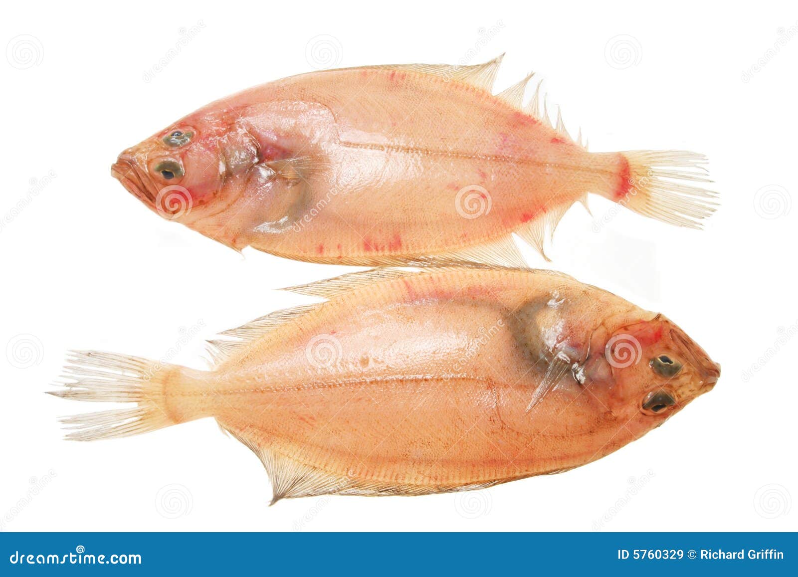 Twee platvissen stock afbeelding. Image of enig, zeevruchten - 5760329