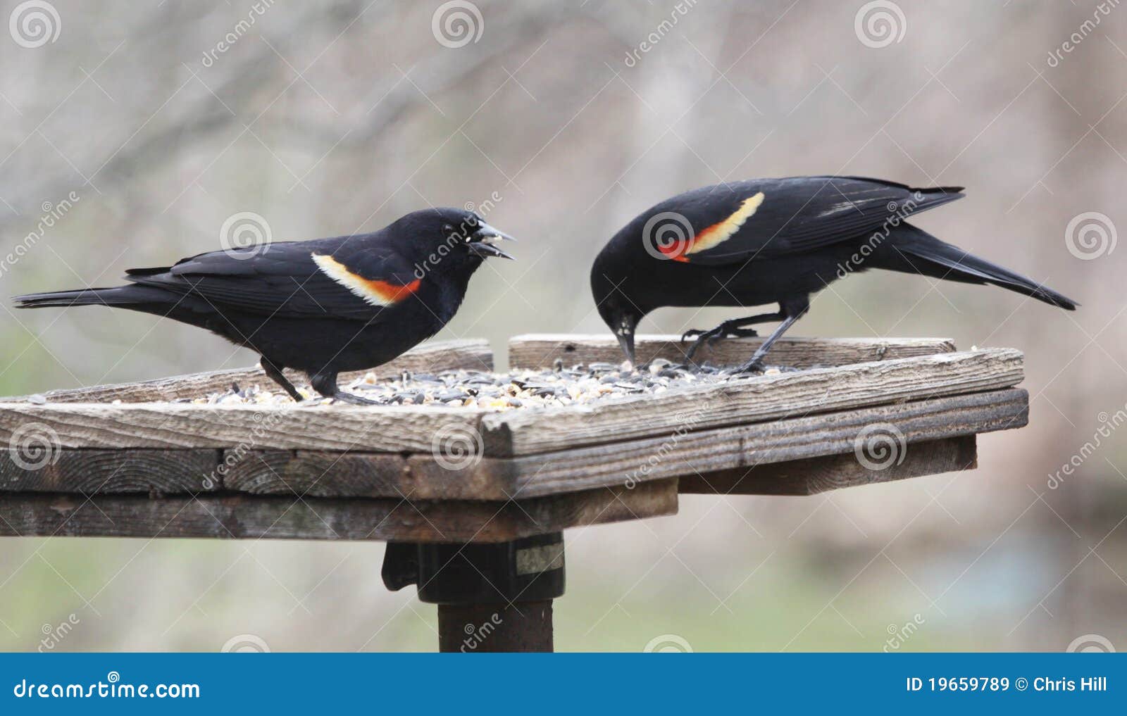 Twee Red-winged Merels stock afbeelding. Image of vogel - 19659789