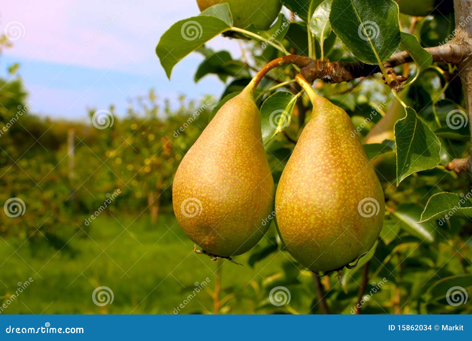 Twee rijpe peren stock foto. Image of zoet, groen, buiten - 15862034