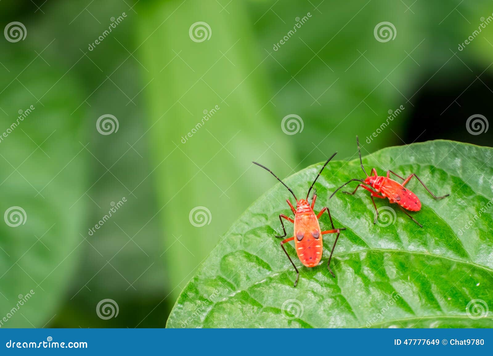 Twee rode insecten stock afbeelding. Image of naughty - 47777649