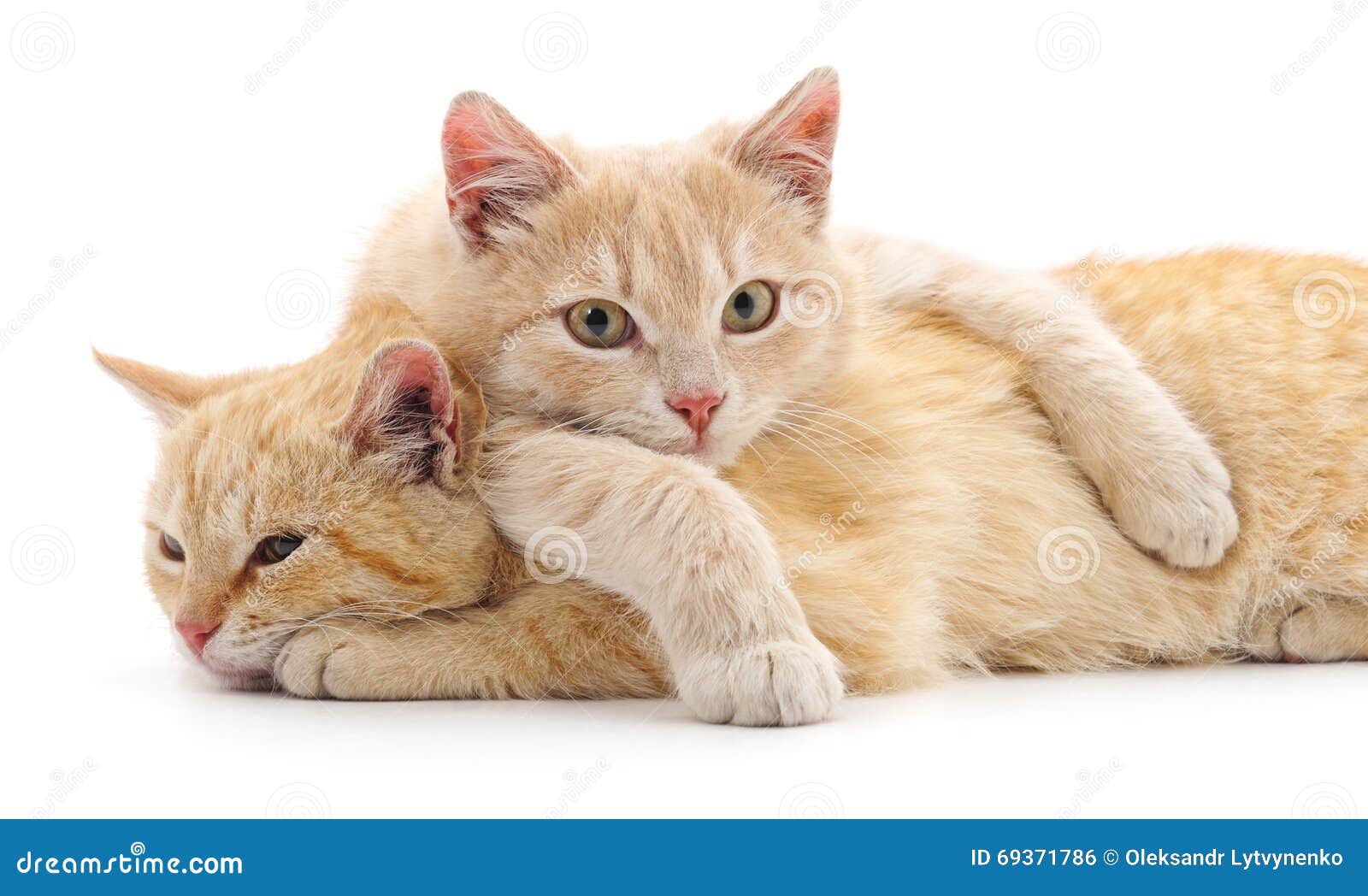Twee rode katten stock foto. Image of paar, katachtig - 69371786