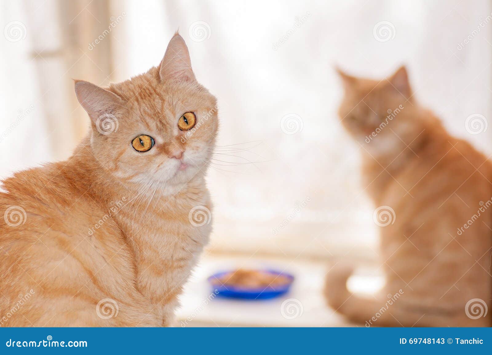 Twee rode katten stock afbeelding. Image of rood, katje - 69748143