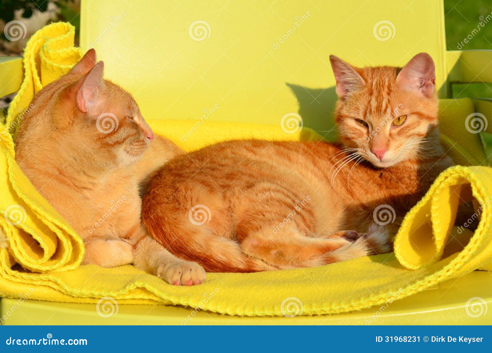 Twee Rode Katten in De Eveving Zon Stock Afbeelding - Image of leuk ...