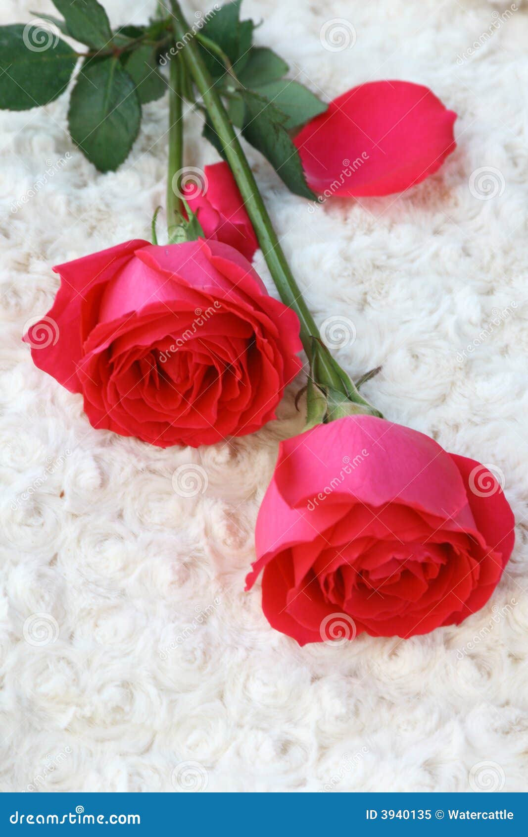 Twee rode rozen stock afbeelding. Image of rozen, rood - 3940135