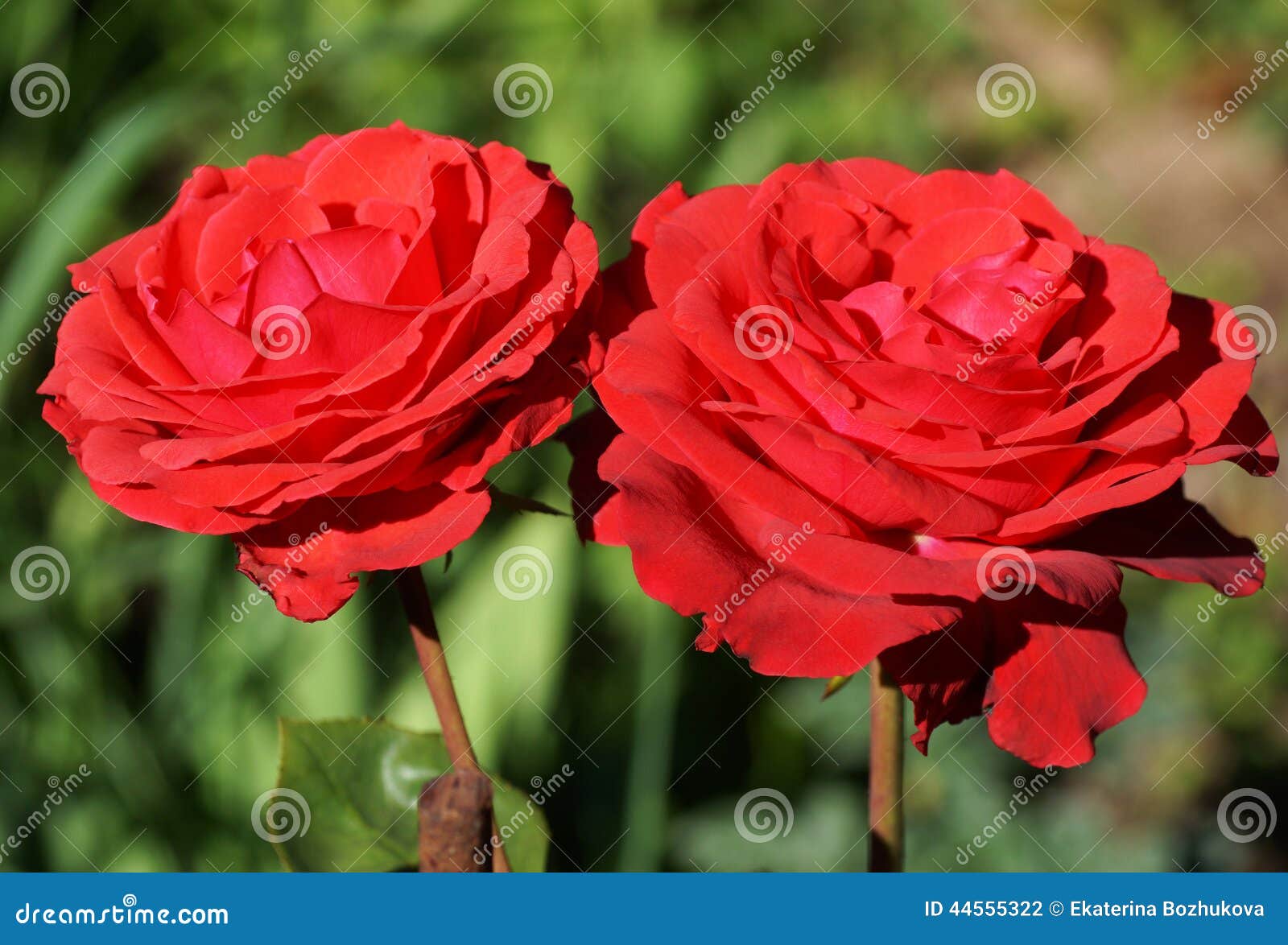 Twee rode rozen in de tuin stock foto. Image of rozen - 44555322