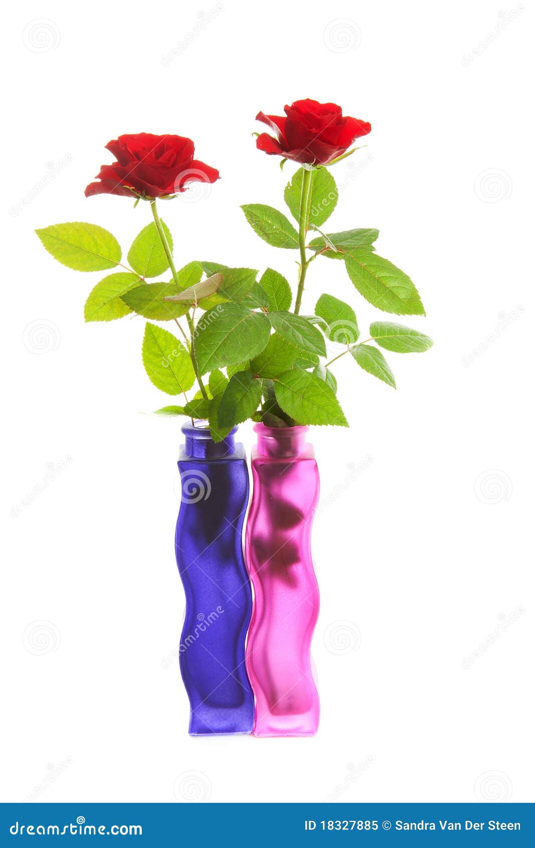 Twee Rode Rozen in Kleurrijke Vazen Stock Afbeelding - Image of twee ...