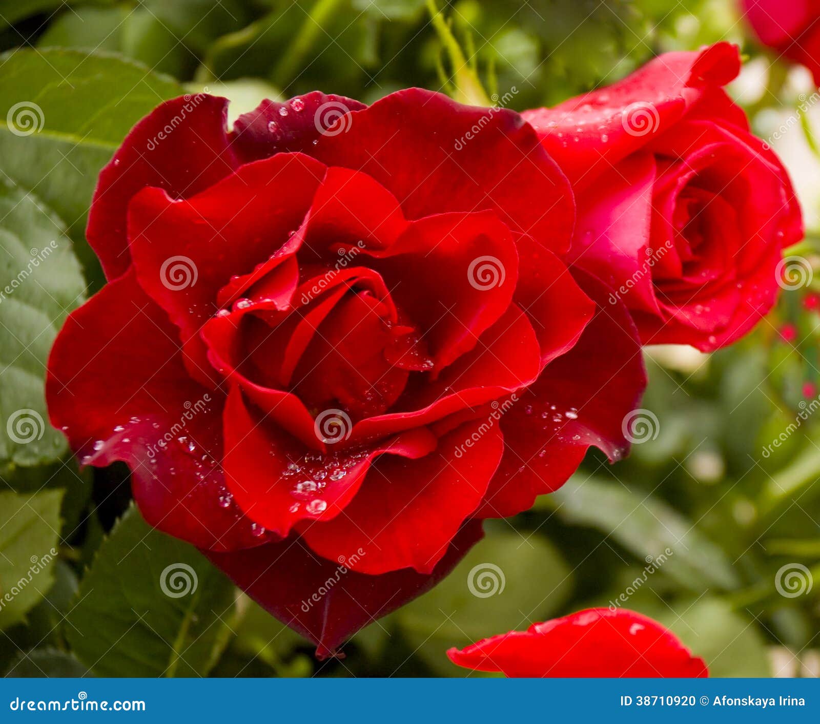 Twee Rode Rozen Met Waterdalingen Stock Foto - Image of botanisch ...