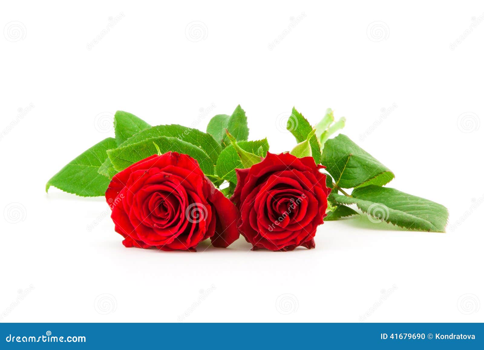 Twee Rode Rozen Op Een Witte Achtergrond Stock Foto - Image of manier ...