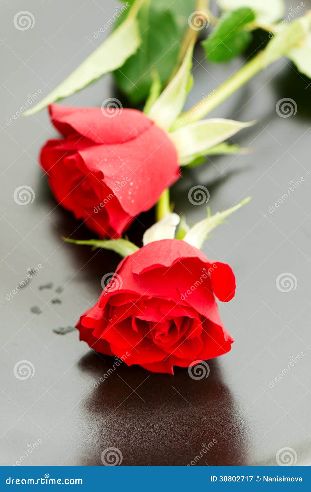 Twee Rode Rozen Op Plaat Hoogste Mening Stock Afbeelding - Image of ...